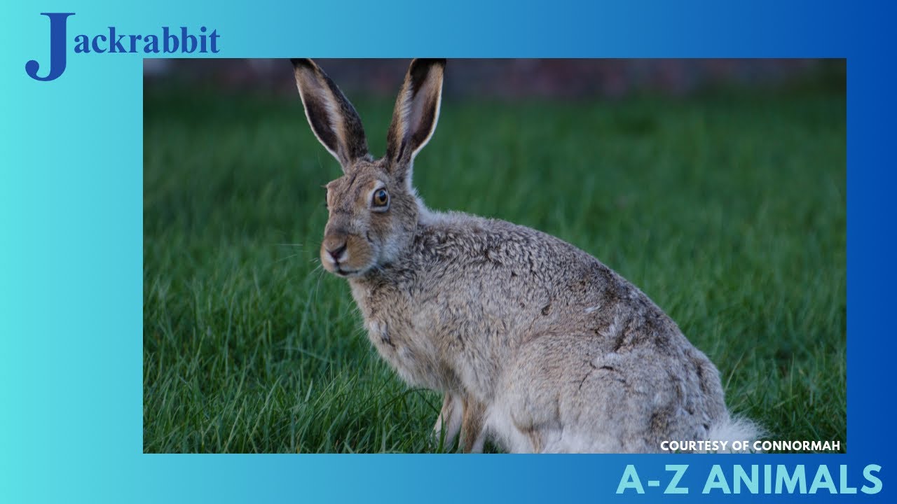 Amazing Facts about the Jackrabbit