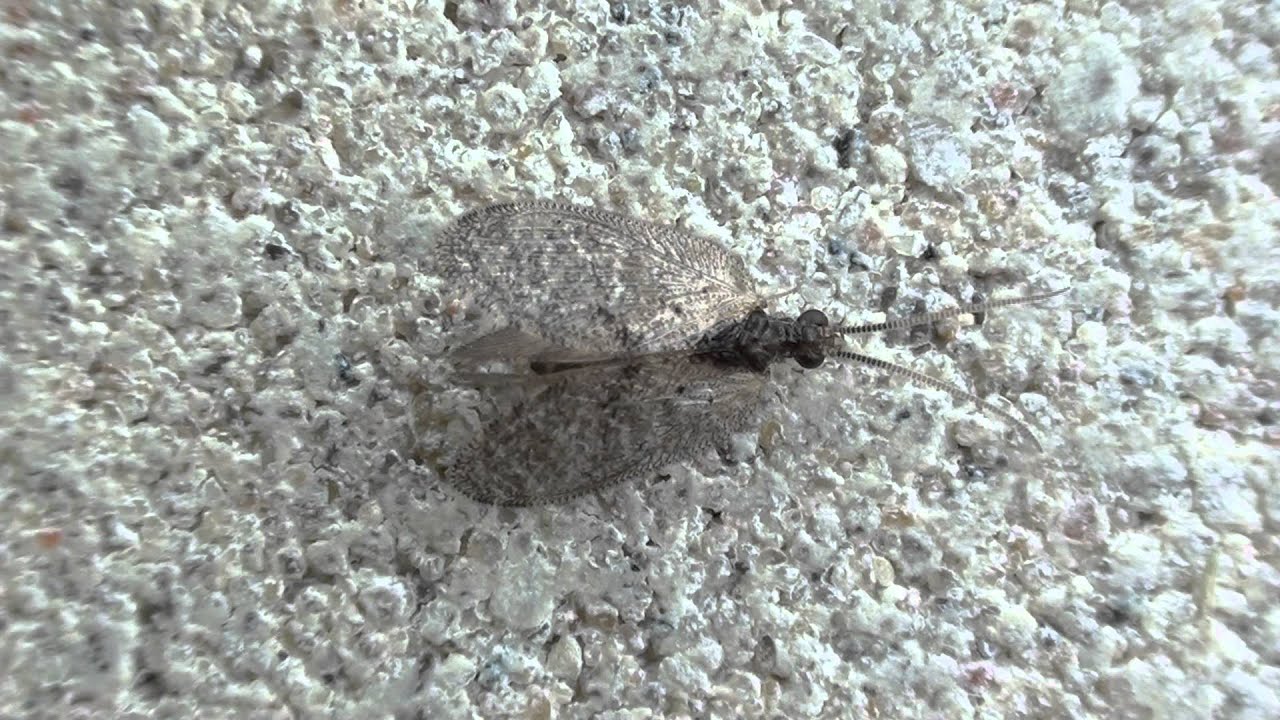 Brown Lacewing (Hemerobiidae: Sympherobius) on Wall