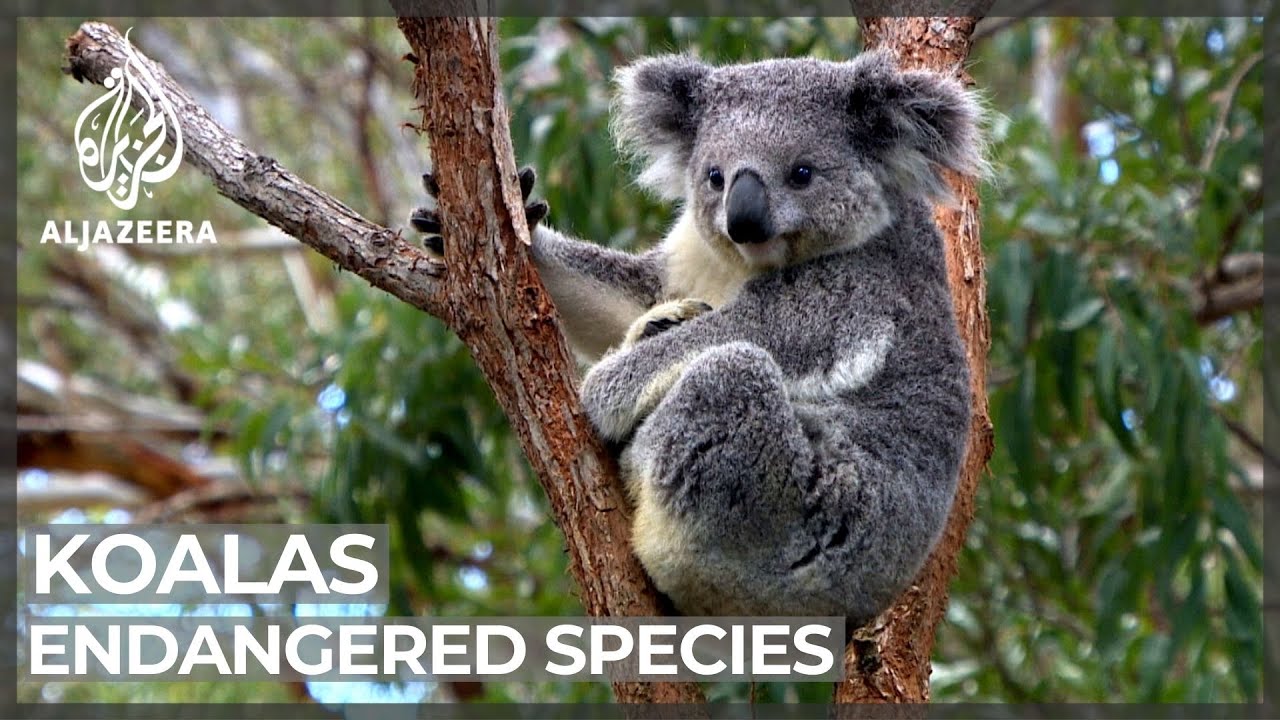 Australia designates koalas as endangered species