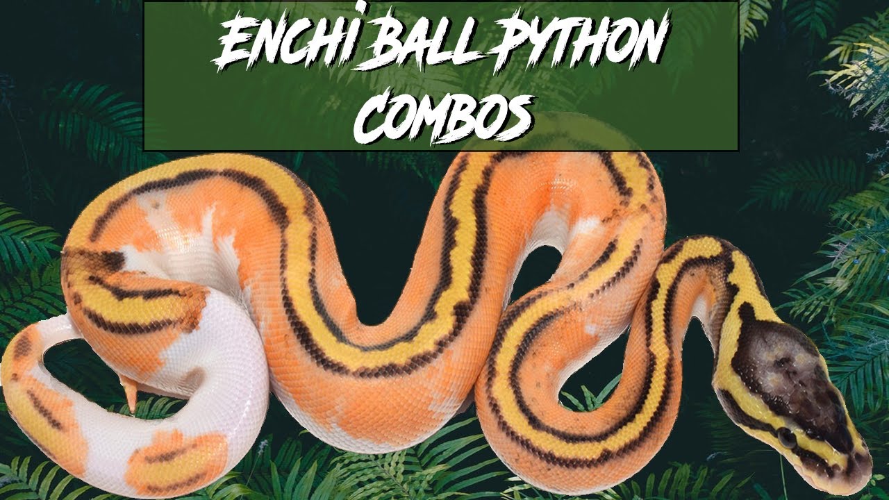 Enchi Ball Python Morph Combos | Jack's Reptiles