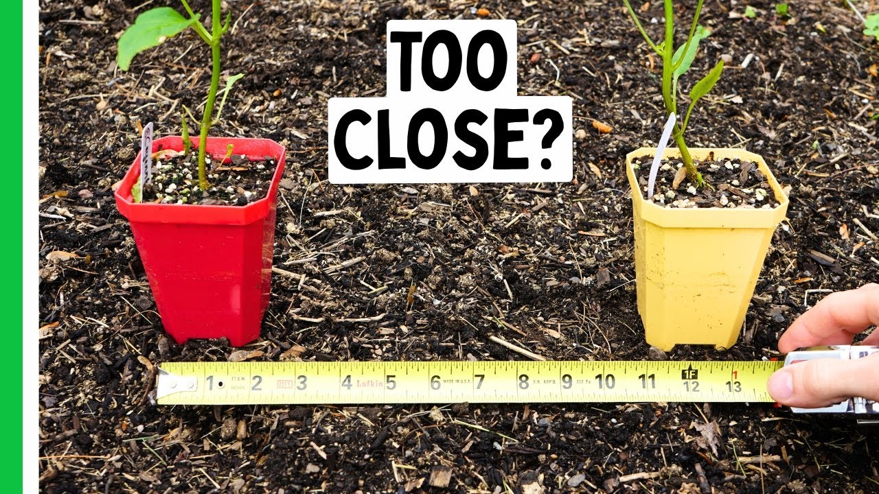 Are Your Pepper Plants Too Close?