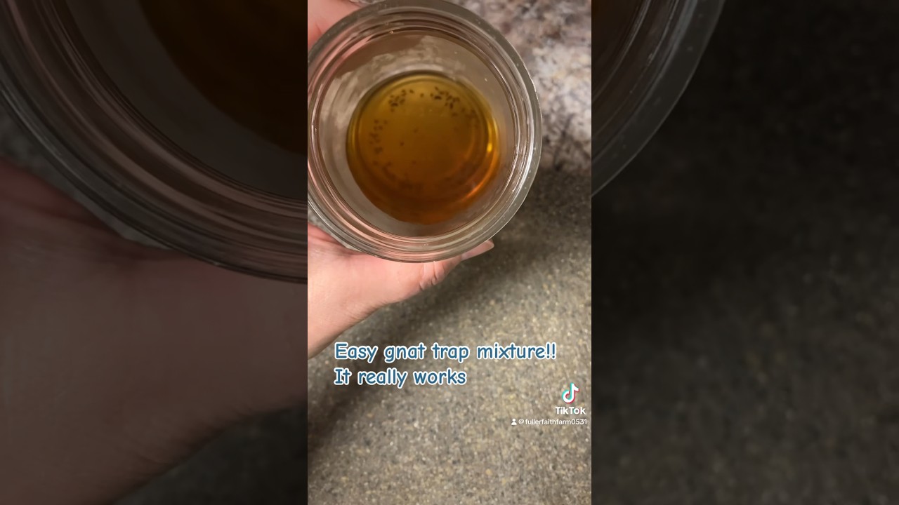 How to get rid of gnats!! This mixture really works! #gnat #fyp #homestead #subscribe #diy #howto