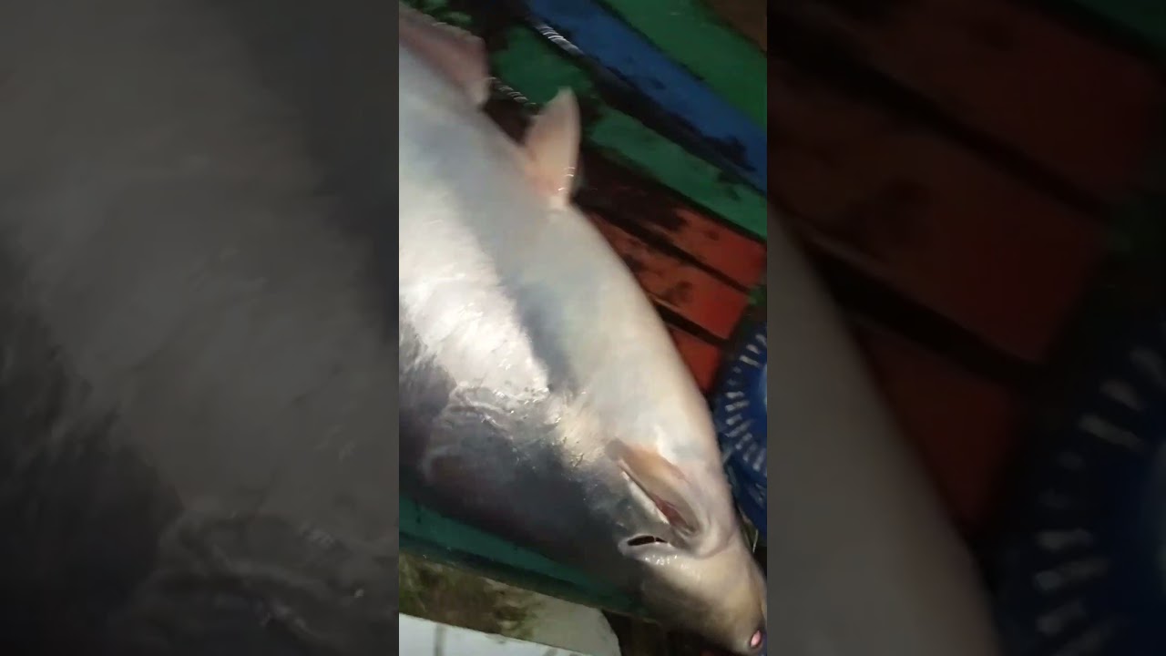 PDF Season (2) Patin Sungai 13,5Kg