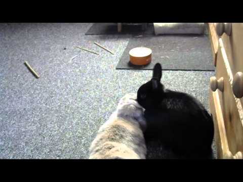 Steam Community :: Video :: AFK Rabbit Cam