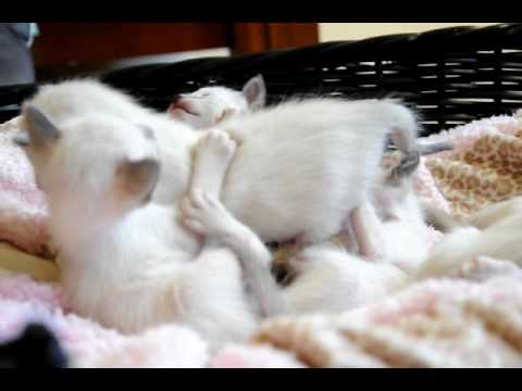 Carolina Blues Cattery Siamese kittens