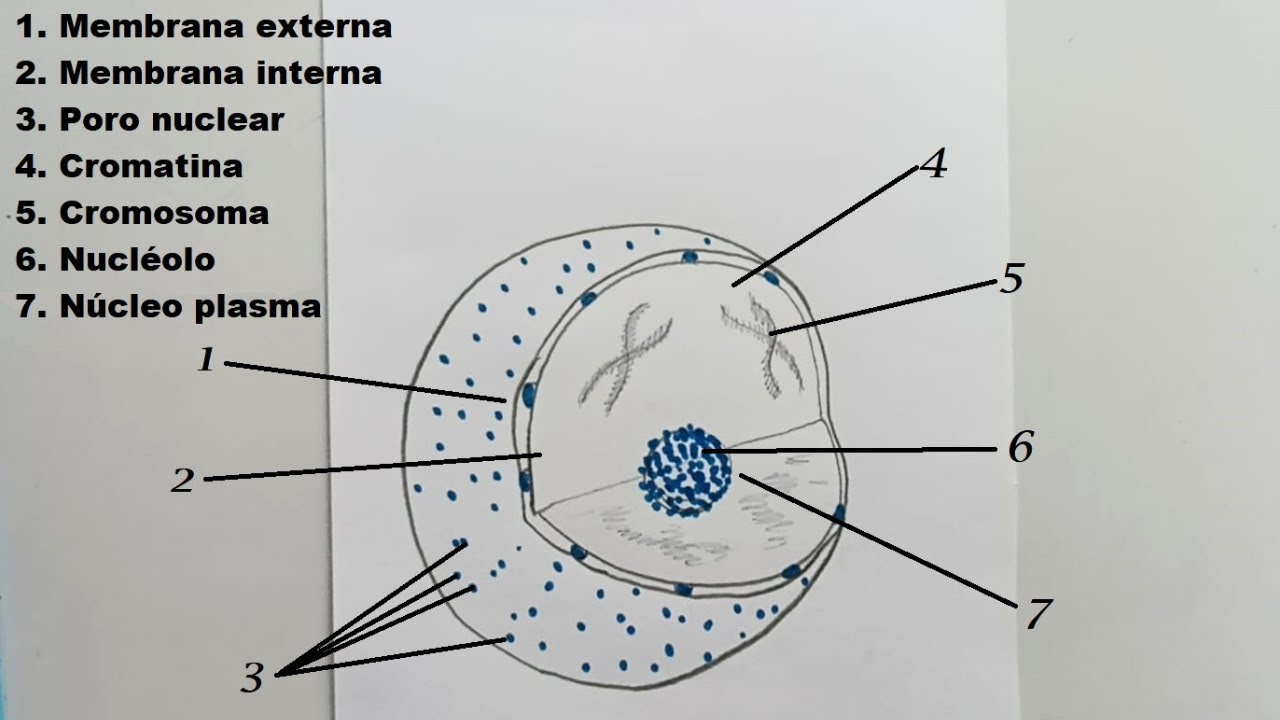 Como dibujar el núcleo celular y sus partes
