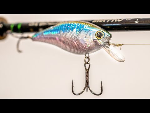 Where Do Bass Go During The Fall Transition? (And How To Catch Them!) - HuntPost.com