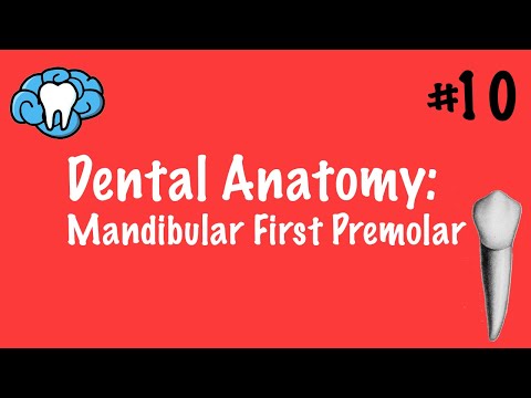 Dental Anatomy | Mandibular First Premolar | INBDE