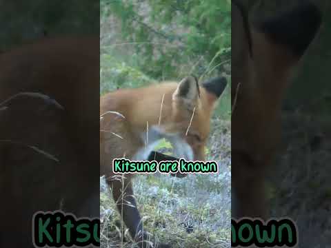What is a Kitsune??