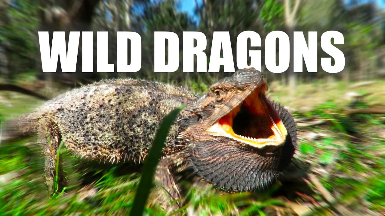 I Found BEARDED DRAGONS in the Wild!