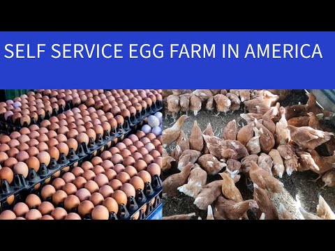 Amish Poultry Farming With Self Service Egg Farm In America.