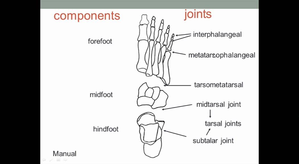 Understanding the Joints of the Ankle and Foot: An Overview | Galaxy.ai