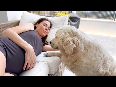 What My Dog Does When He Finds a Pregnant Woman Sleeping π₯ΉπΆπ€
