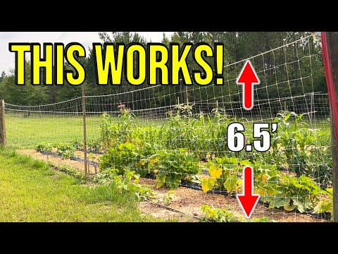 Two Cheap Solutions to Keep Deer OUT of Your Garden!
