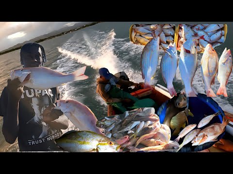 COUGHT OVER100 GIANT YELLOWTAIL &RED SNAPPERS IN 60MINS USING THIS TECHNIQUE
