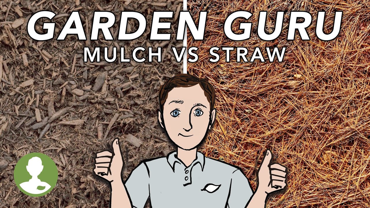 Which Mulch is the Best for Your Landscape? | Dig In