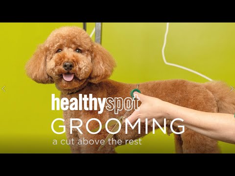 Healthy Spot Grooming Safety Standards