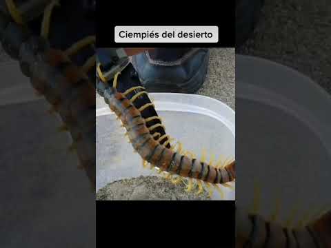 Insectos con la picadura más dolorosa 😳 #shorts