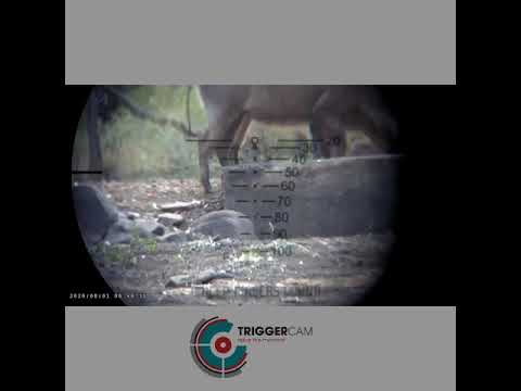 Ravin Crossbow Vlakkie
