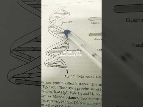 double helix structure of DNA