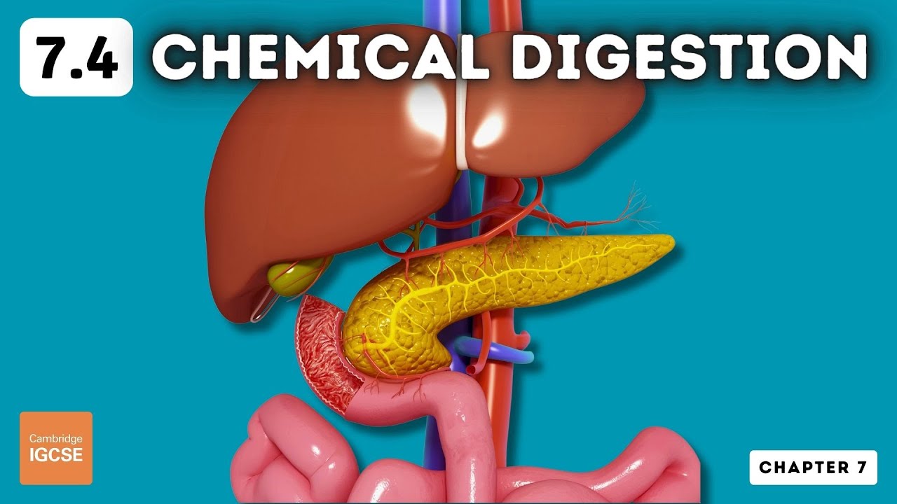 Understanding Chemical Digestion: A Comprehensive Guide to IGCSE ...