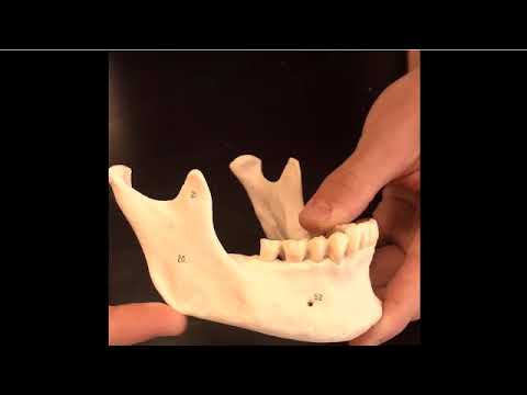 Learning Artifacts – Anatomy & Physiology I | The Teaching and Learning ...