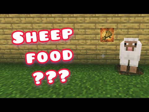 What does a sheep eat?