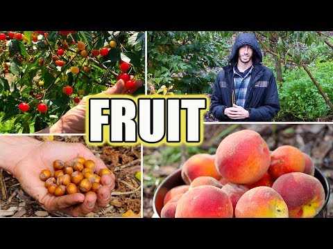 Fruiting Plants – Plantedge
