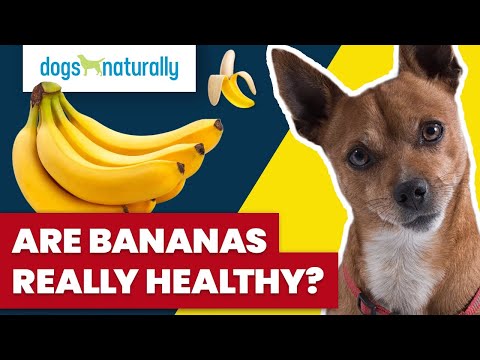 Are Bananas Really Healthy For Dogs?