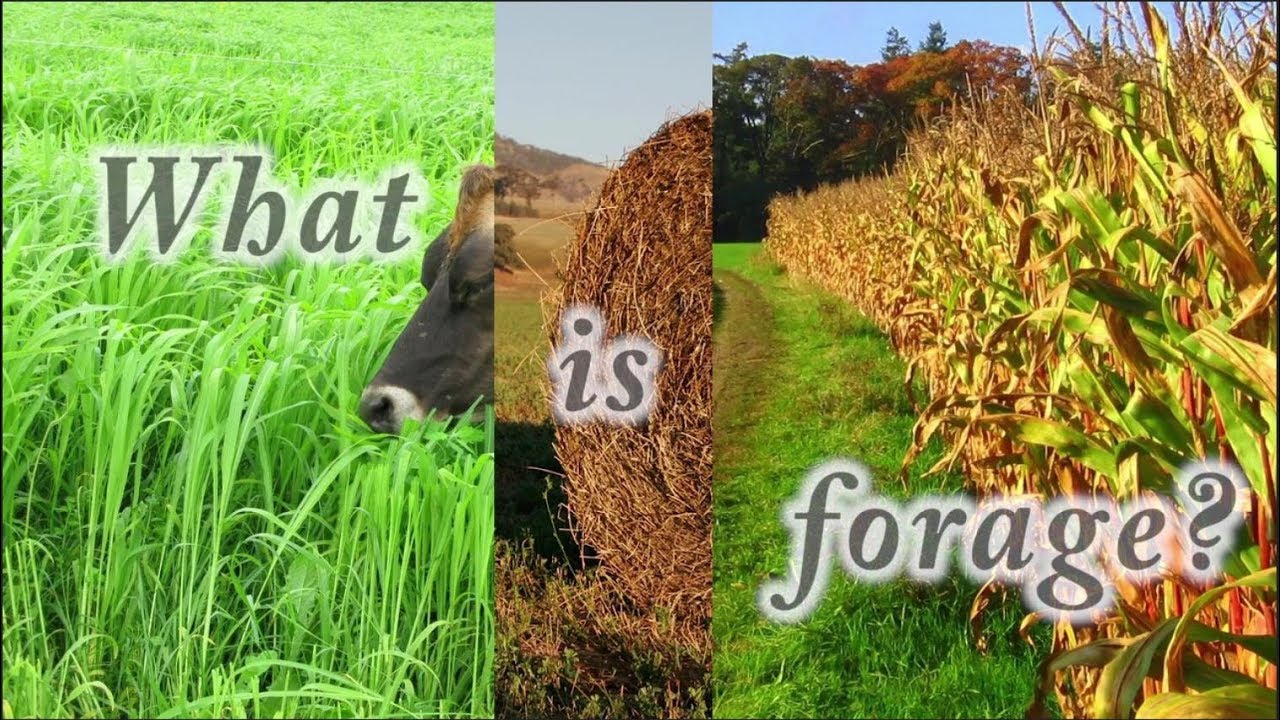 What is Forage