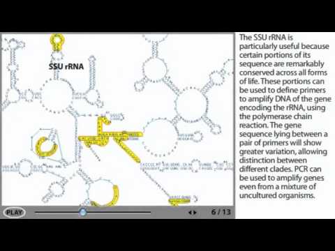 Phylogenetic tree animation