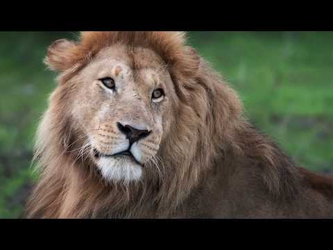 Amy Dickman  Transforming lion killers into lion conservationists
