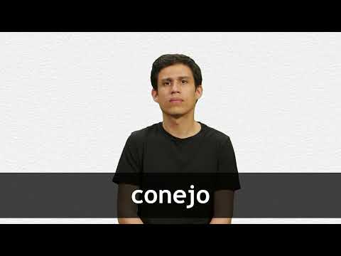 English Translation of “CONEJO” | Collins Spanish-English Dictionary
