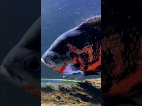 Tiger Oscar || big size Oscar Fish (@thefishandadeniumworld