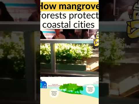 importance of mangrove forests