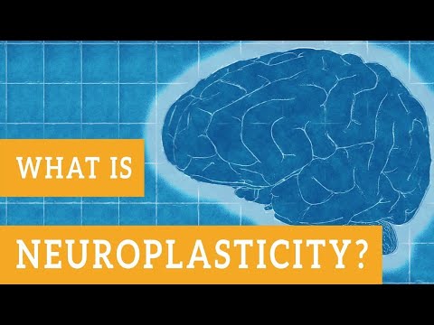Neuroplasticity - How to rewire your Brain