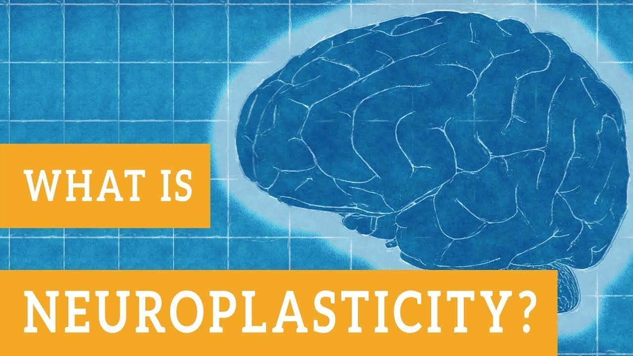 Neuroplasticity - How to rewire your Brain