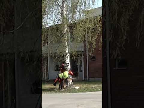 Close Call: Birch Tree Falls Towards the Camera!