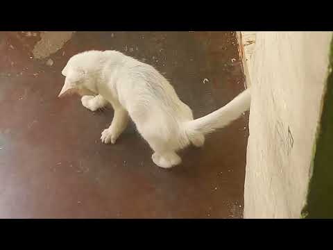 cute cat Wikipedia π»playing #instagram #funny π