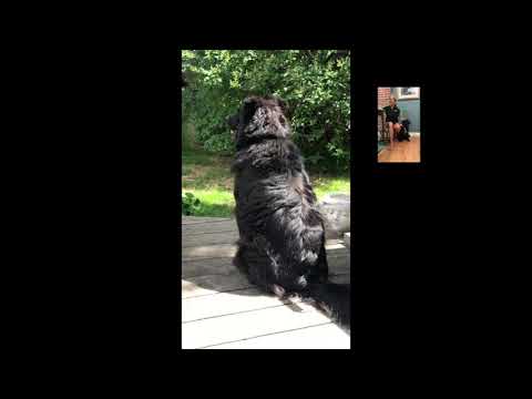 Frank Tells his story