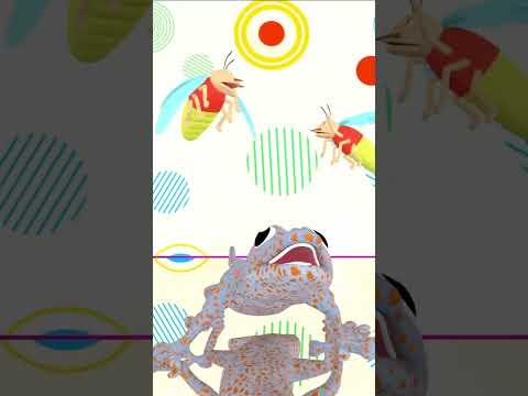 Tokek Tokek Shorts???????????? Lagu Anak Indonesia Balita