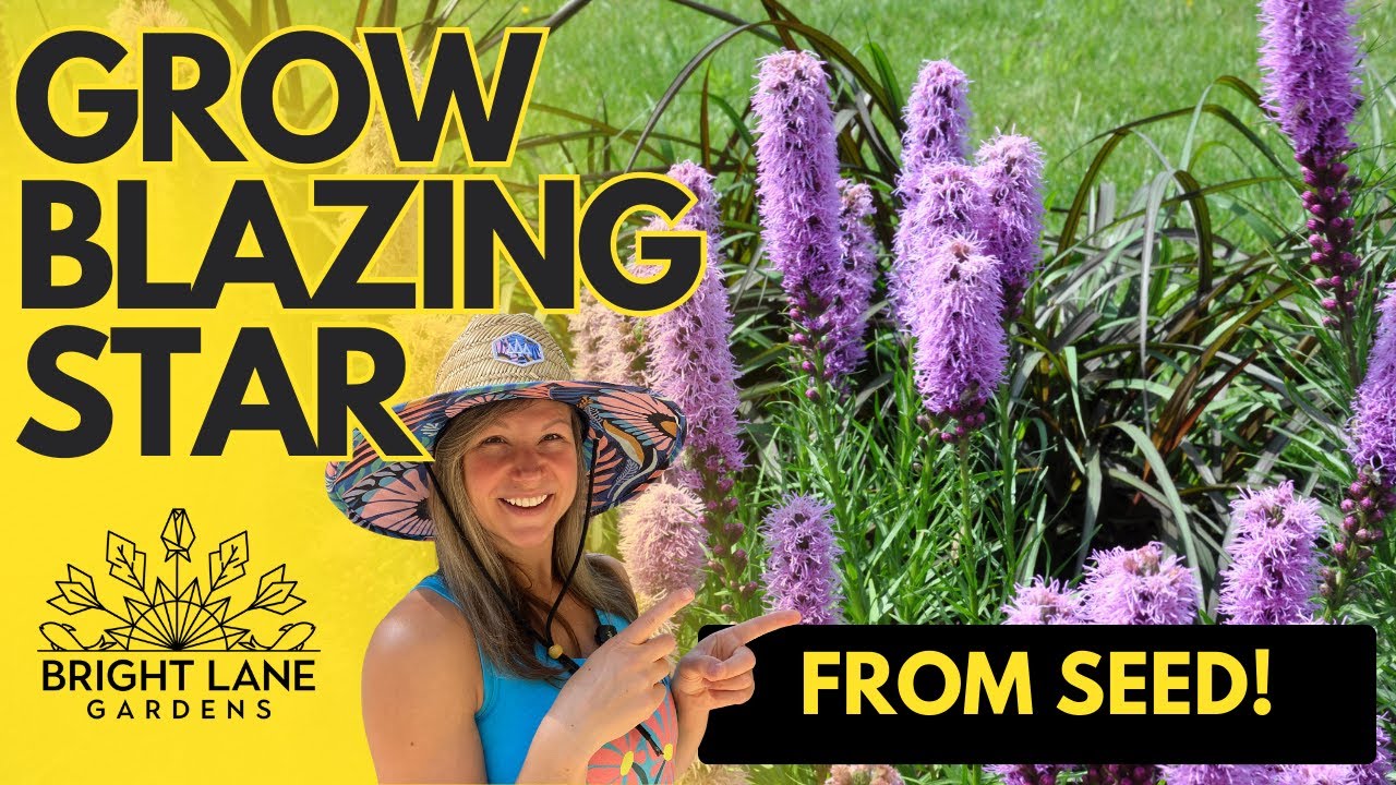 How to Plant Blazing Star (Liatris spicata) From Seed | Native Wildflower Seed Starting Guide