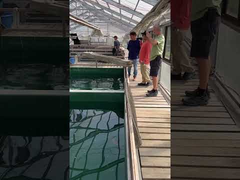 Japanese Koi, Sakai Company! #nishikigoi #koicarp #koi #japan #fish #japantravel #viralvideo