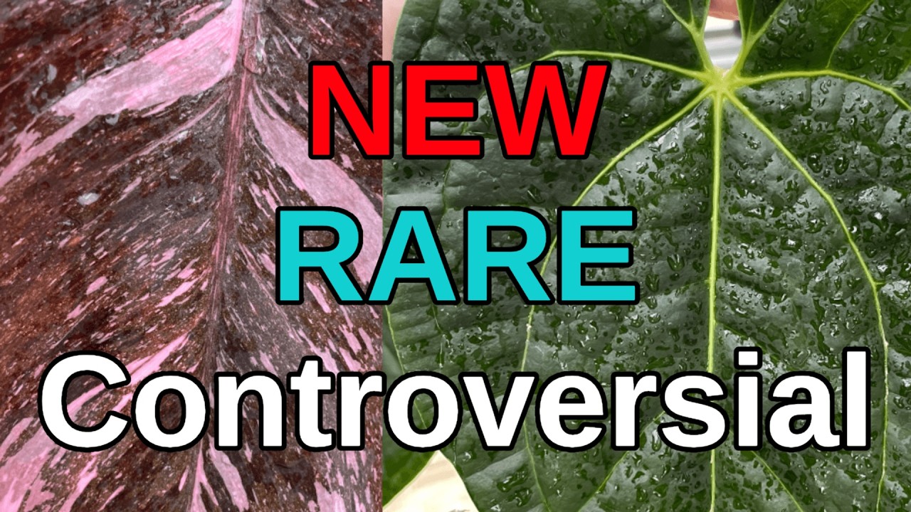 Pink Princess Galaxy… Scam or Worth It? Rare Plant Haul