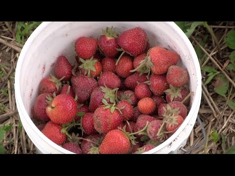 Wilmore Berry Farm - Wilmore, KY