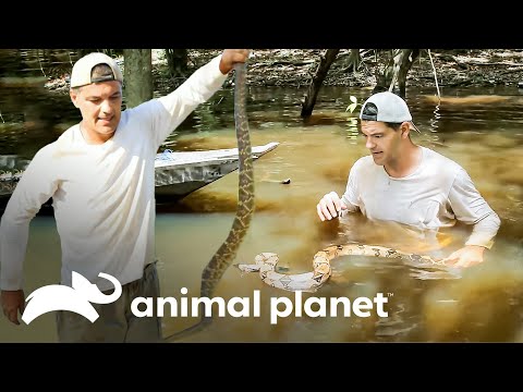 Frank encara duas serpentes muito perigosas | Wild Frank | Animal Planet Brasil