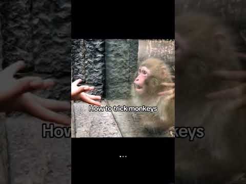 How to trick a monkey #meme #memes #short #shorts