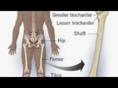 Anatomy of Femur bone