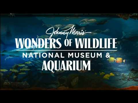 Bass Pro Shops' Wonders of Wildlife Named America's Best Aquarium