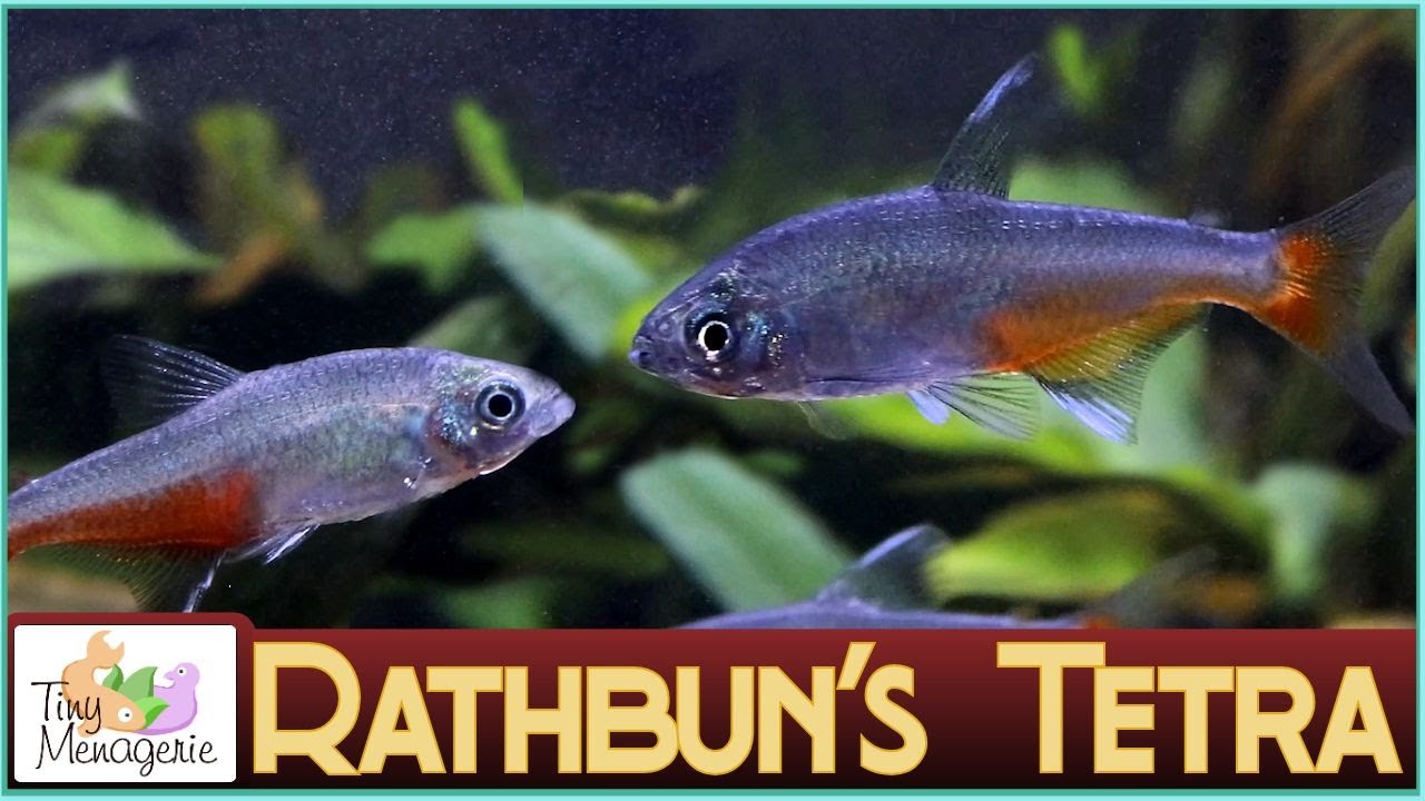 All About Rathbun's Tetra: The Least Tetra of All the Tetras (Green Fire Tetra)
